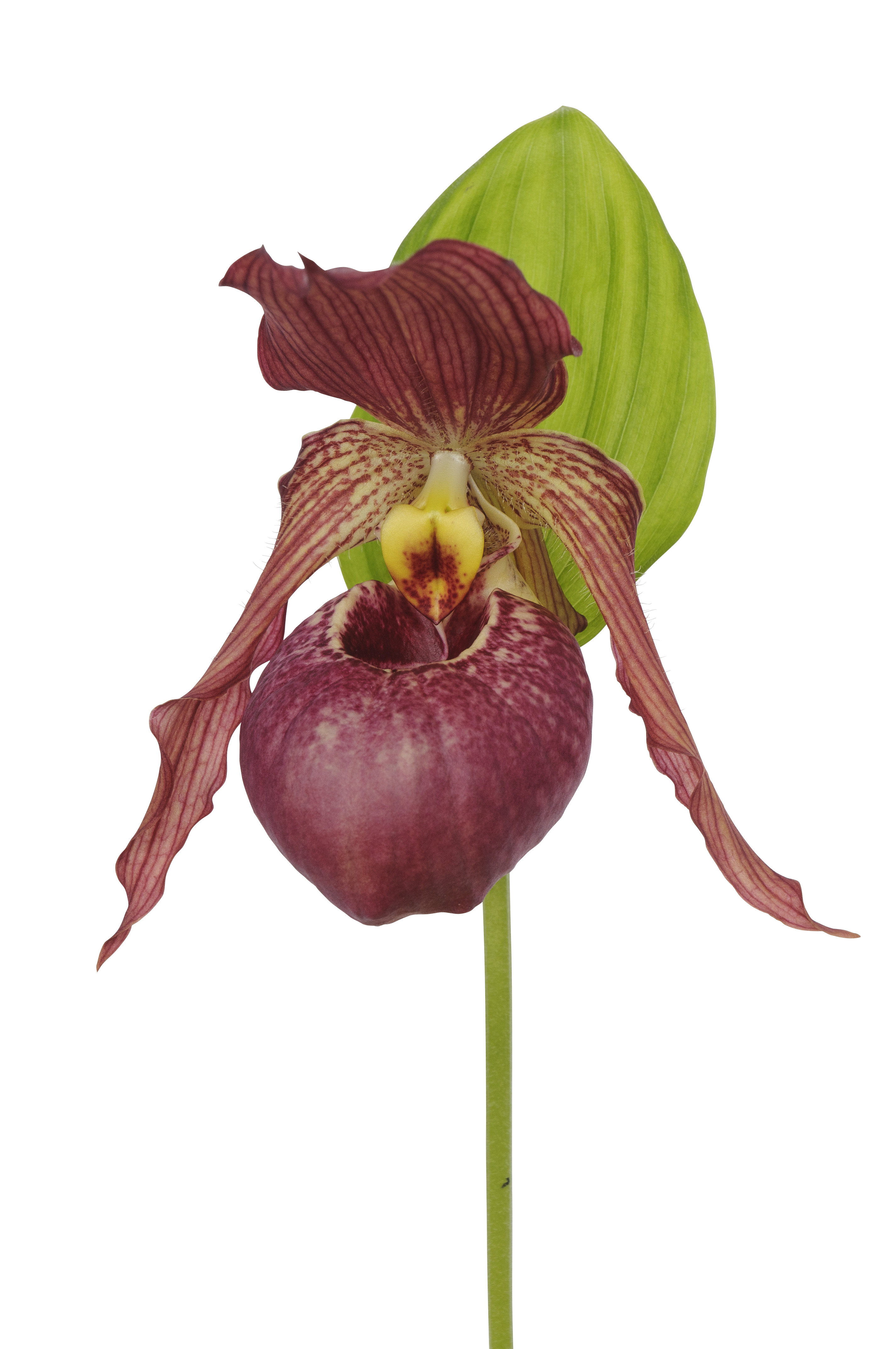 Flora Exotica - Exotic Orchid Plants and Bulbs