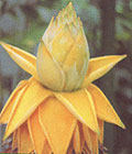 Flora Exotica - Exotic Flowers