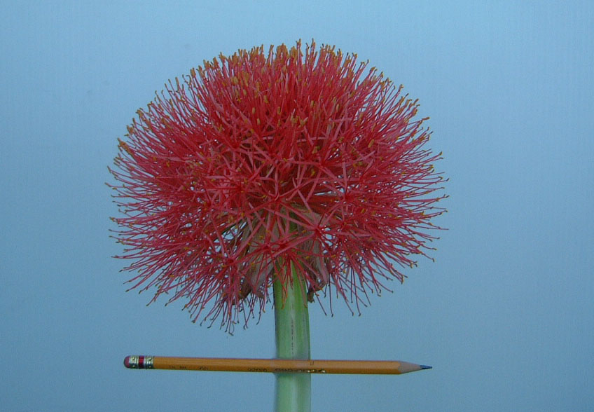 Flora Exotica - Exotic Flowers