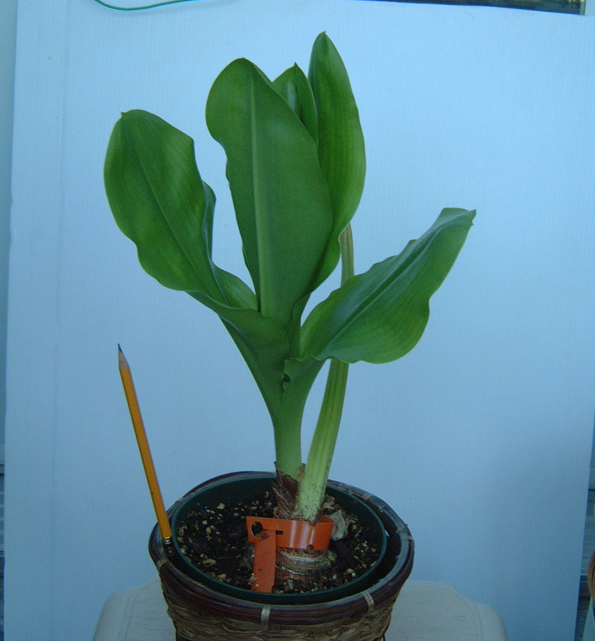 Flora Exotica - Exotic Flowers