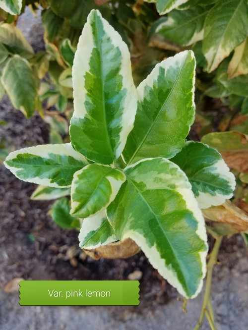 Flora Exotica - Exotic Fruit - Citrus